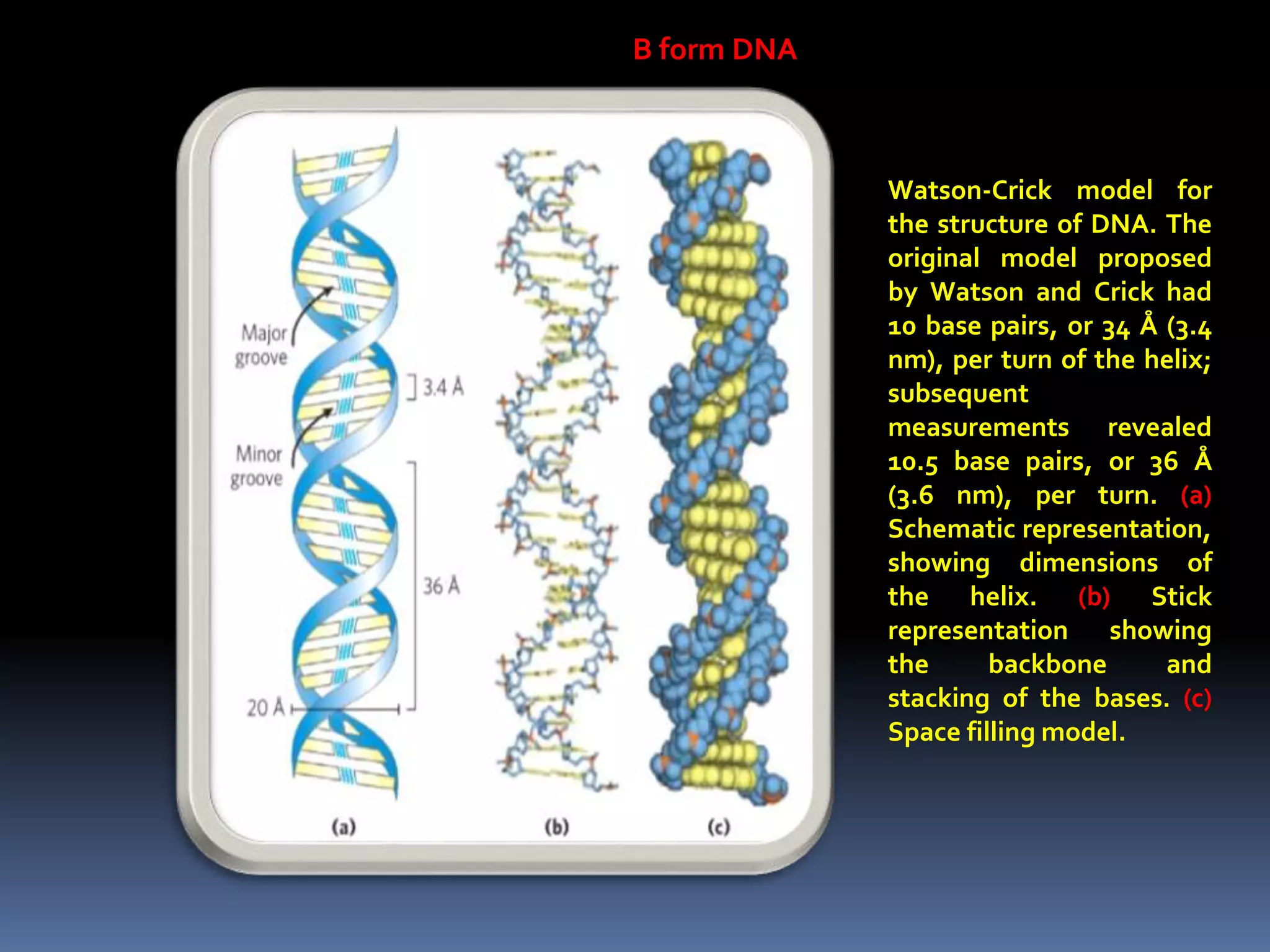 Types of DNA | PPTX