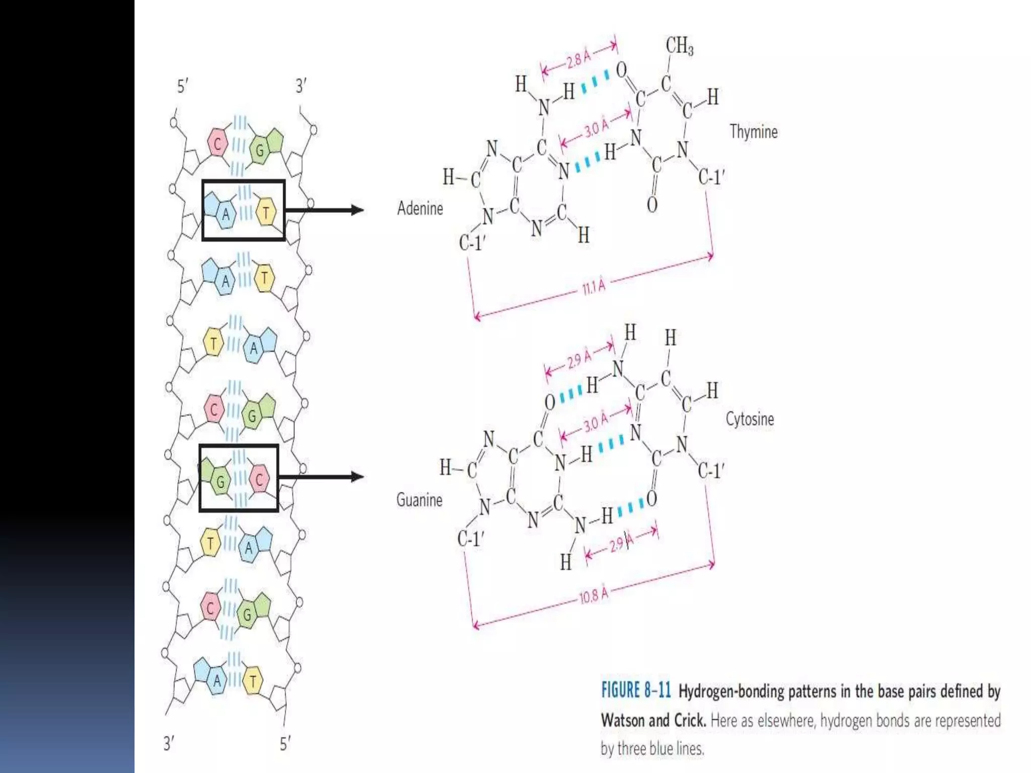 Types of DNA | PPTX
