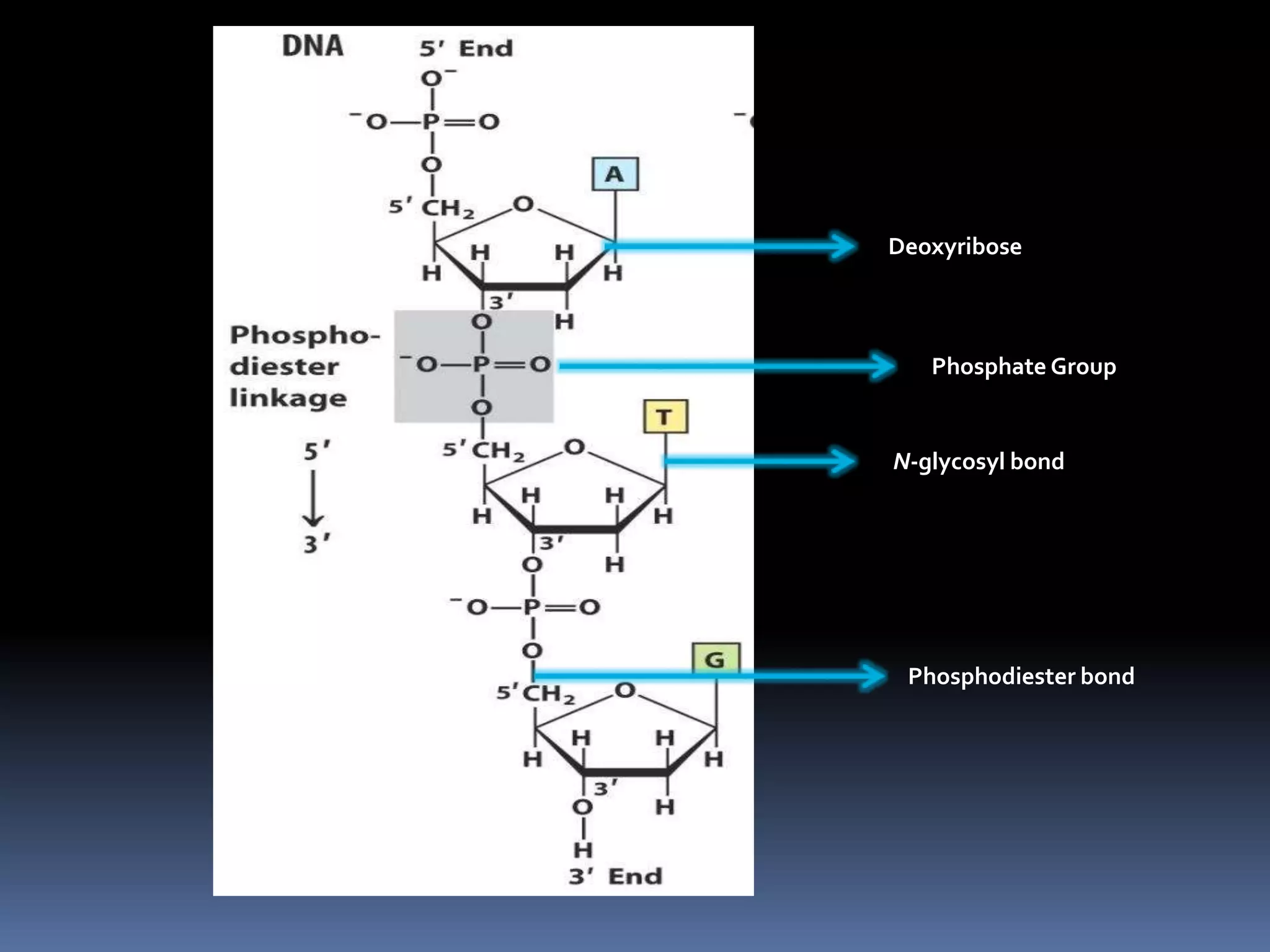 Types of DNA | PPTX