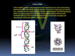 Types of DNA | PPTX
