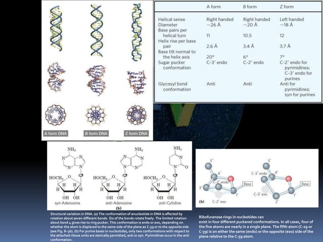 Types of DNA | PPTX | Chemistry | Science