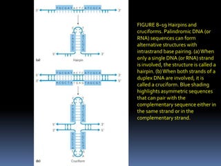 Types of DNA | PPTX