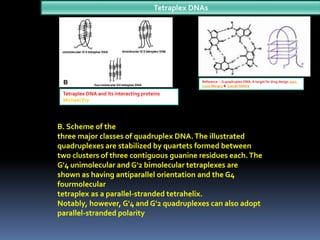 Types of DNA | PPTX