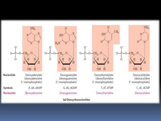 Types of DNA | PPTX