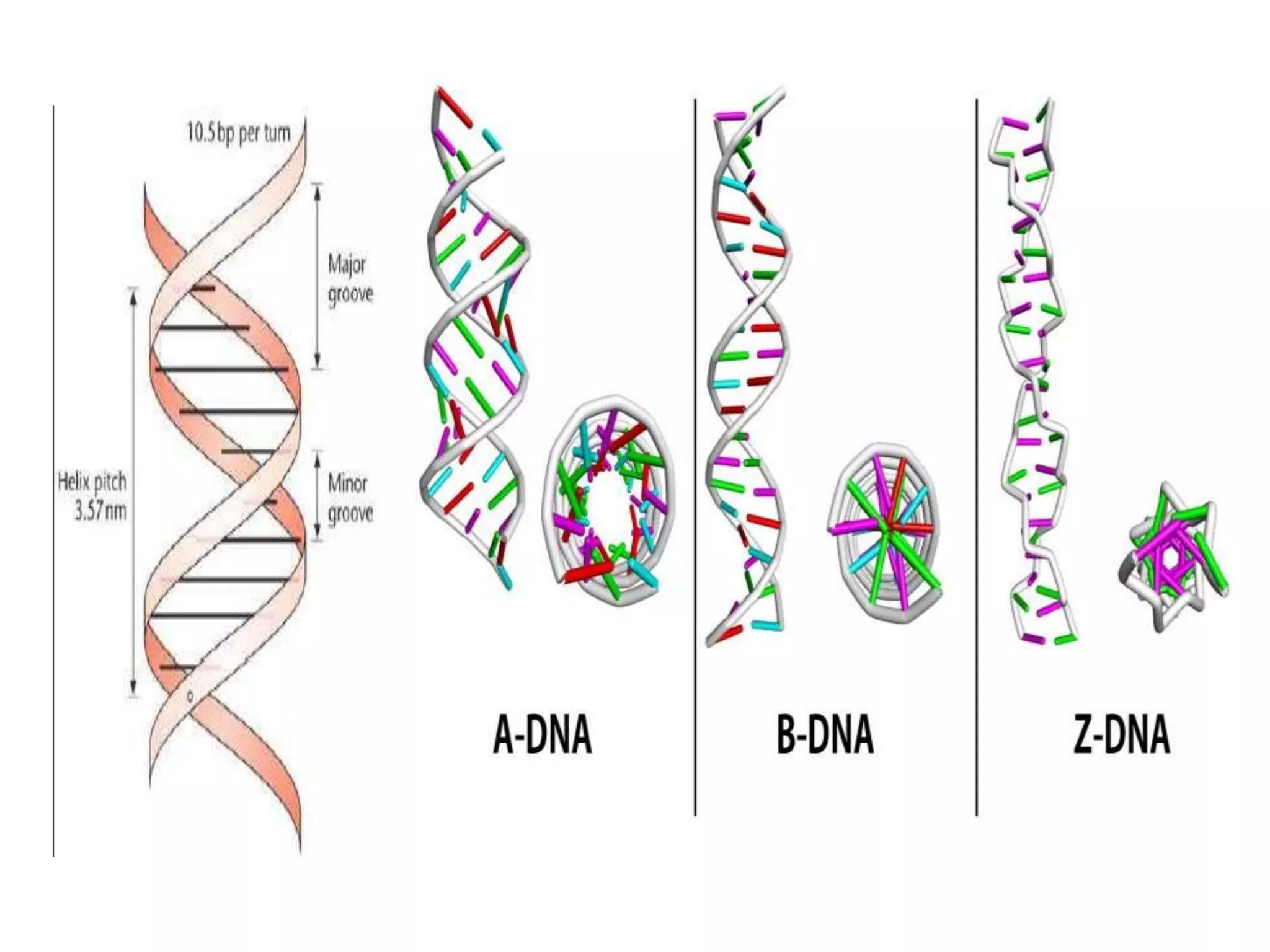 Types of DNA and RNA and their importance | PPTX