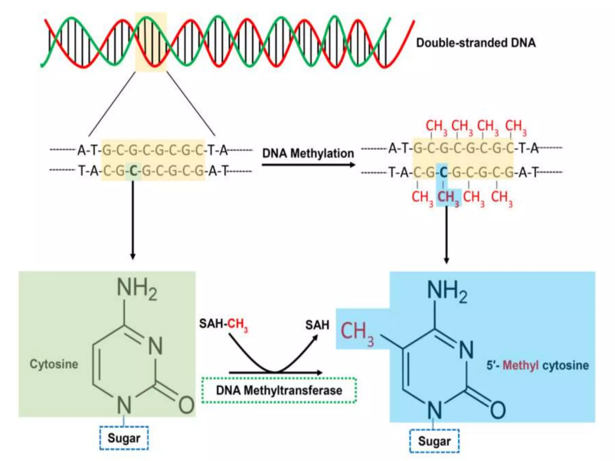 Types of DNA and RNA and their importance | PPTX