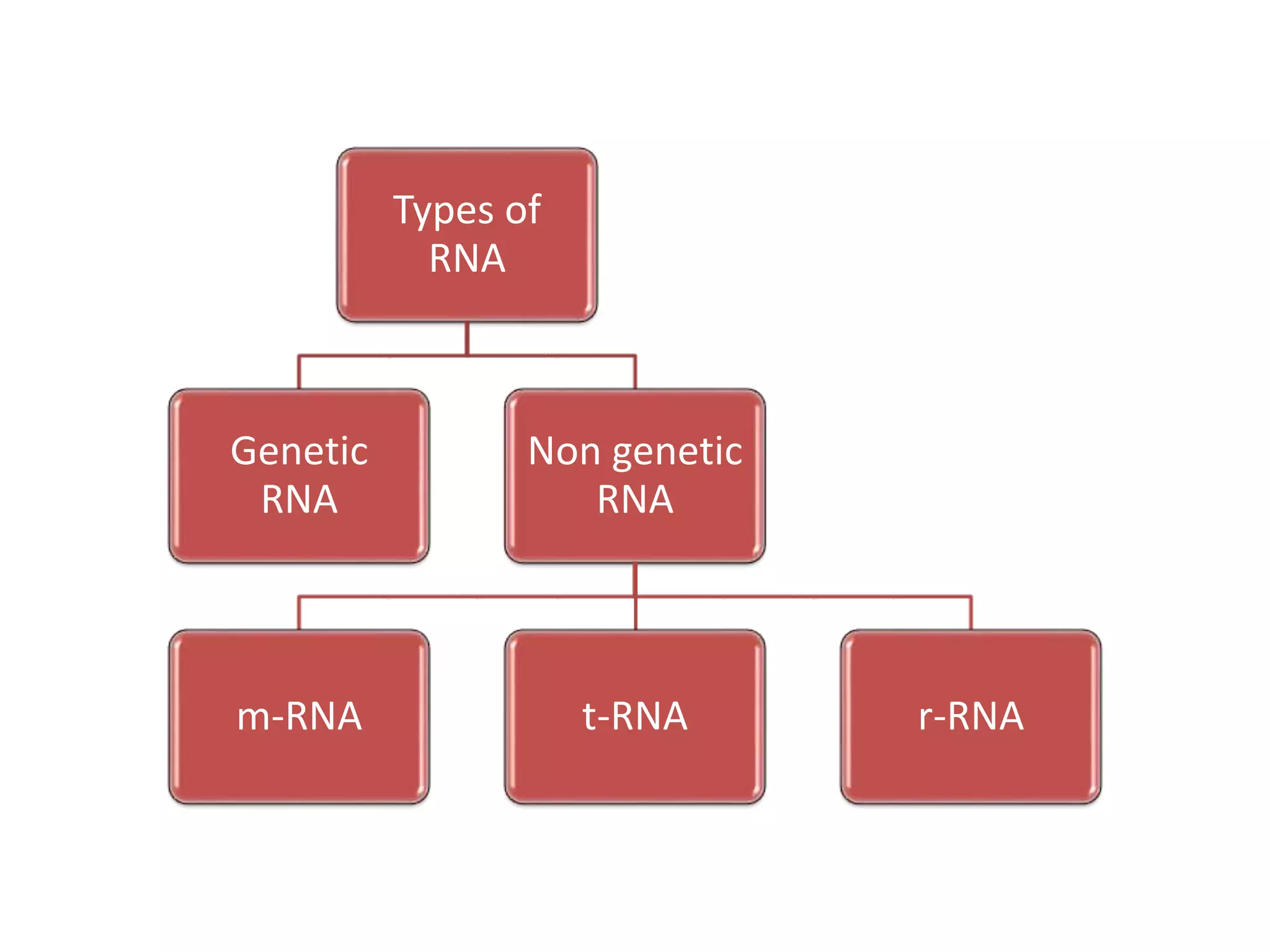 Types of DNA and RNA and their importance | PPTX
