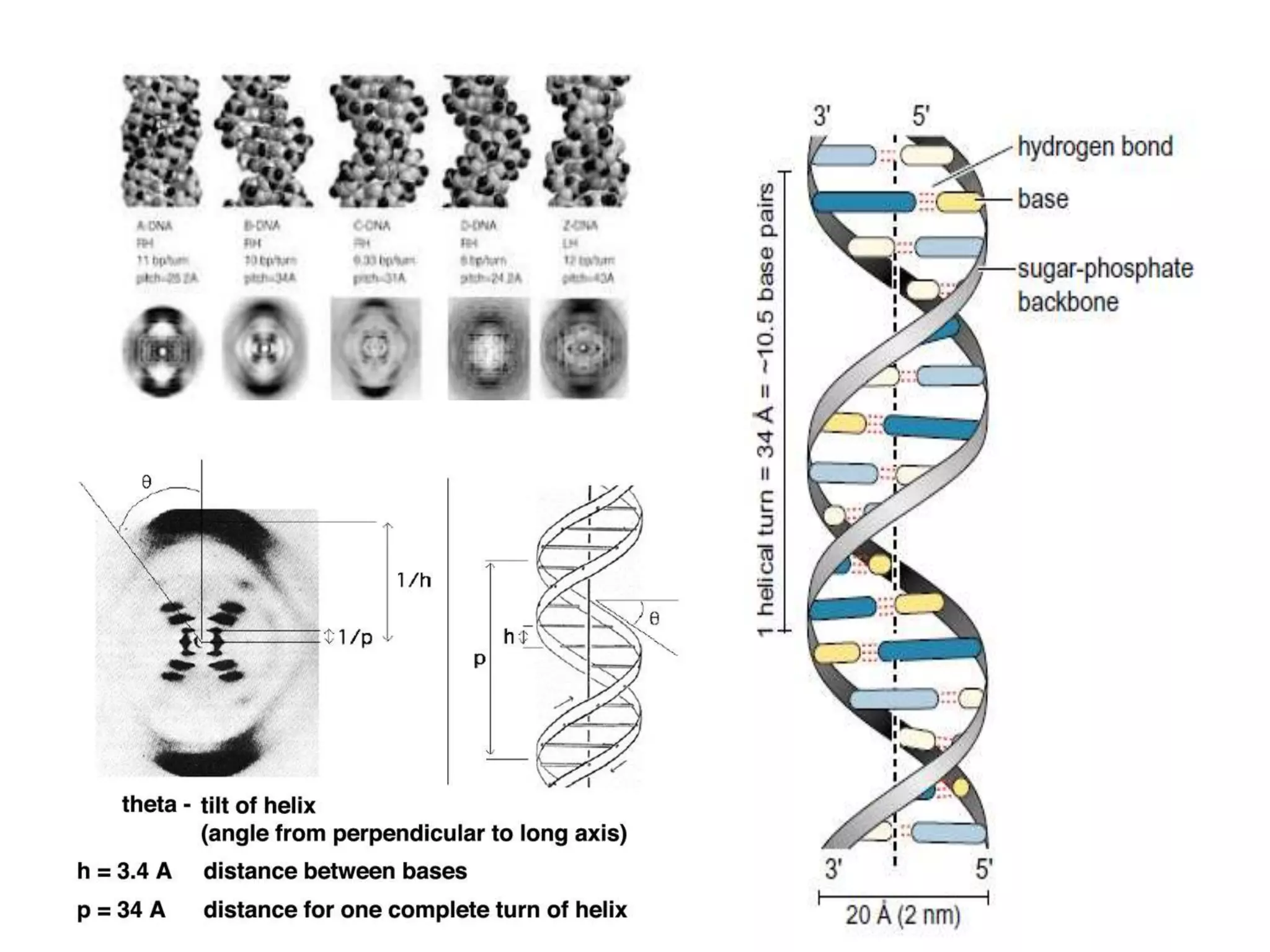 Types of DNA and RNA and their importance | PPTX