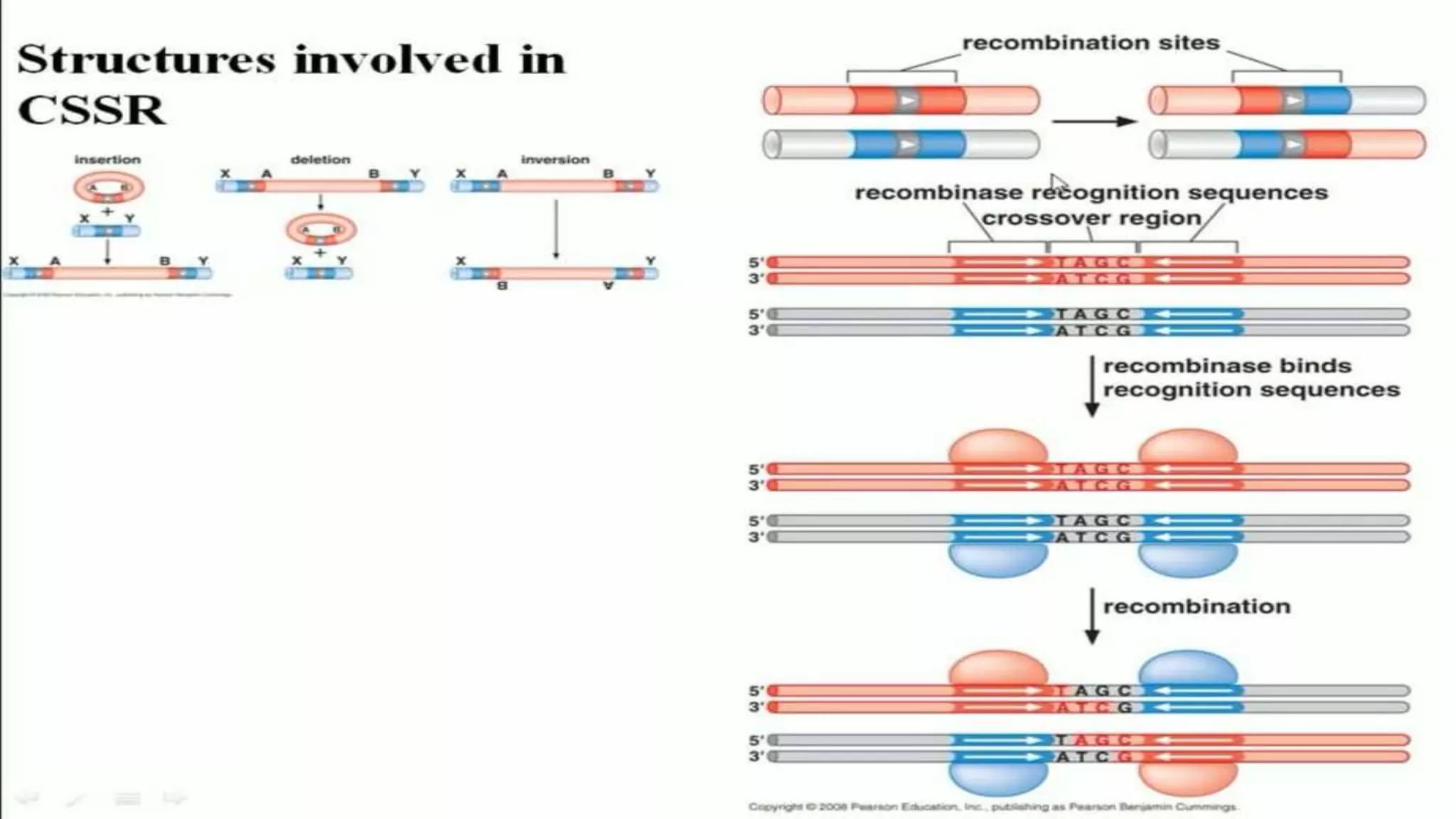 Types of dna recombination | PPTX