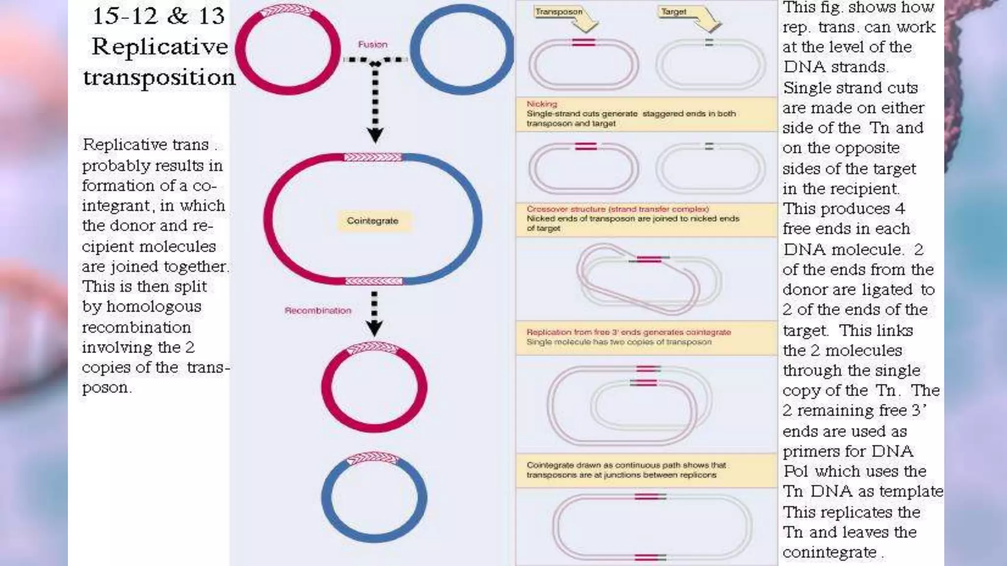 Types of dna recombination | PPTX