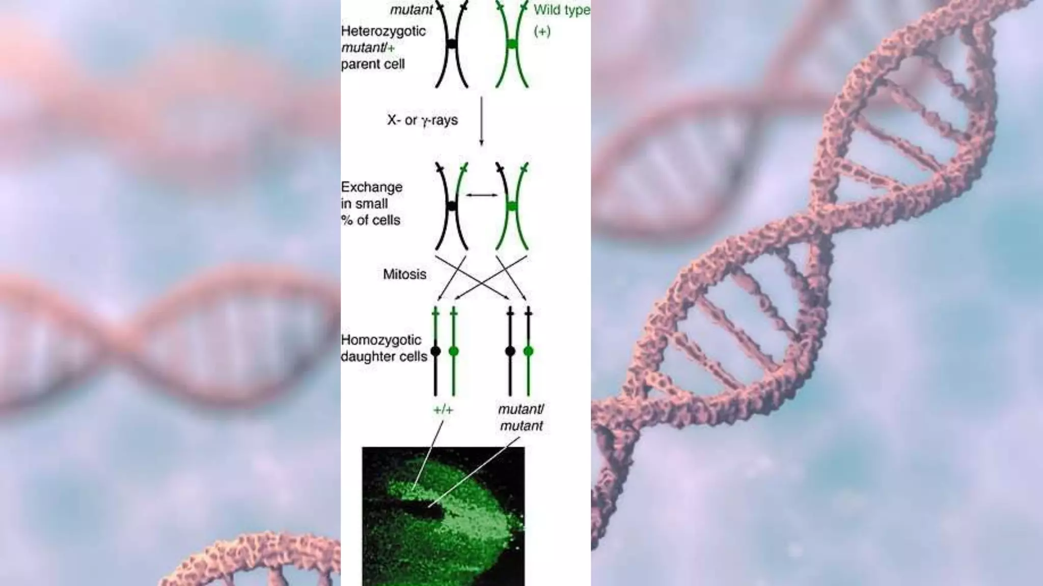 Types of dna recombination | PPTX