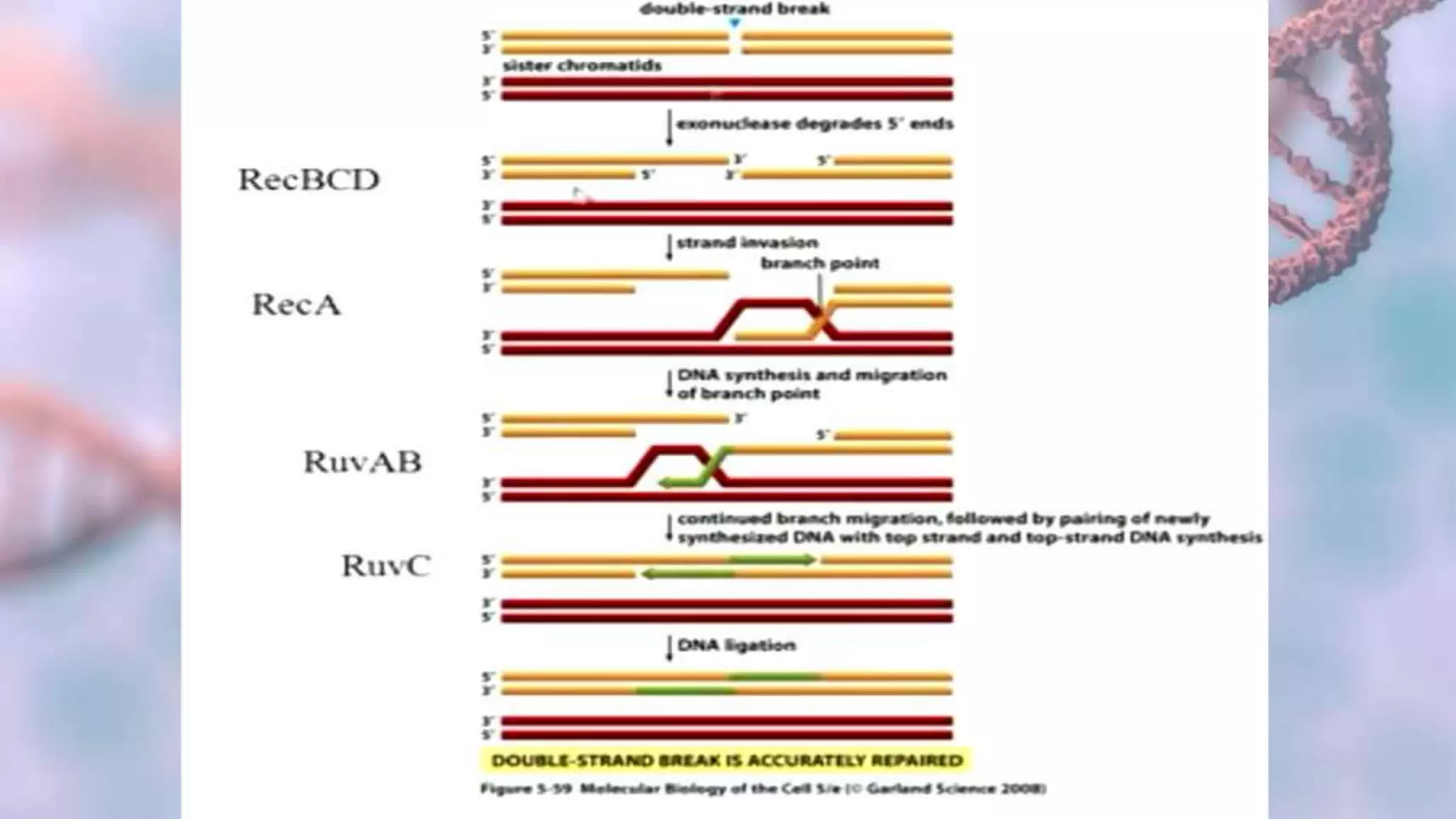 Types of dna recombination | PPTX