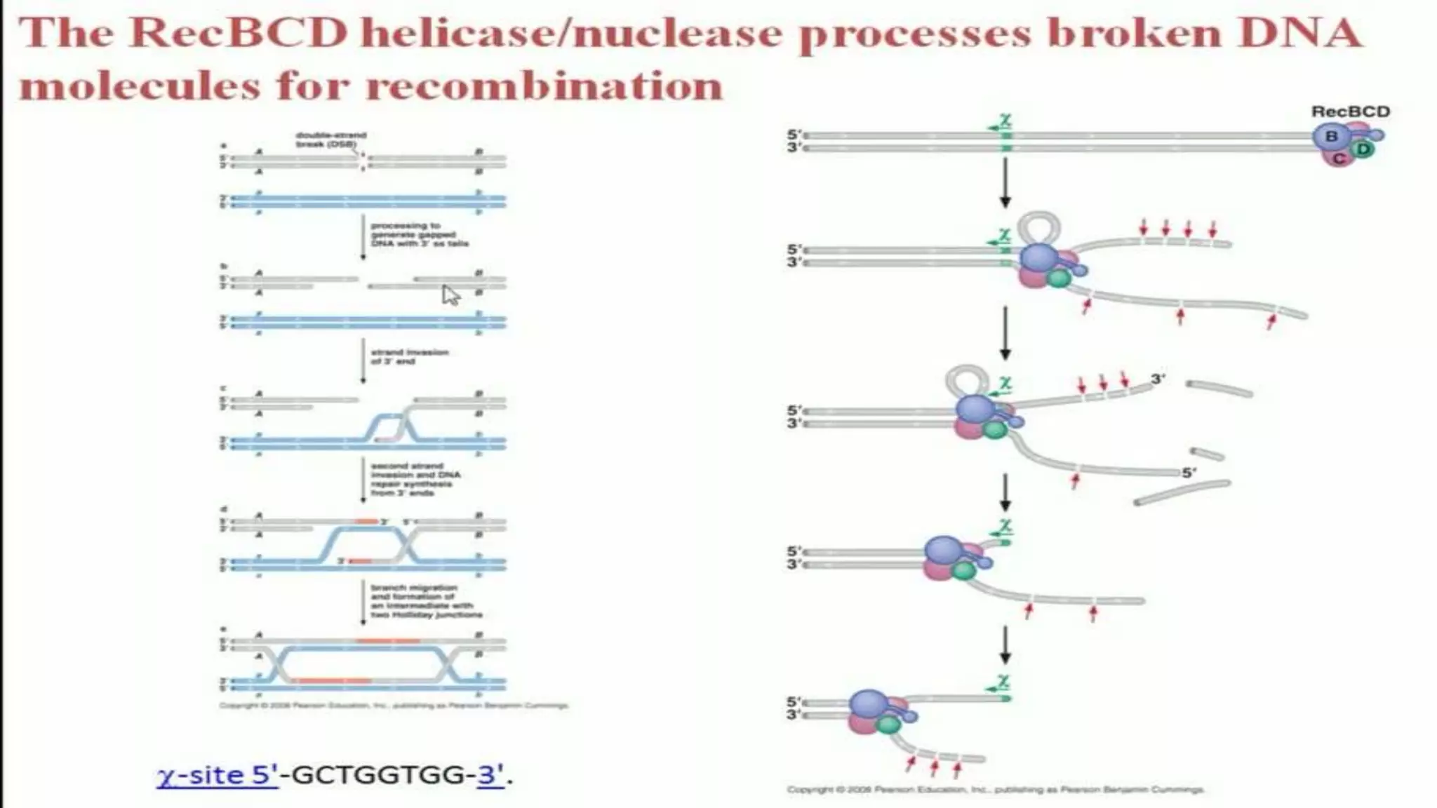Types of dna recombination | PPTX