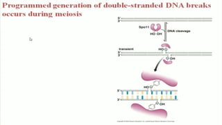 Types of dna recombination | PPTX | Genetics | Science