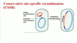 Types of dna recombination | PPTX | Genetics | Science