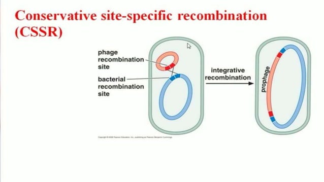 Types of dna recombination | PPTX | Genetics | Science