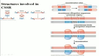 Types of dna recombination | PPTX | Genetics | Science