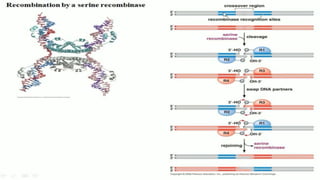 Types of dna recombination | PPTX | Genetics | Science