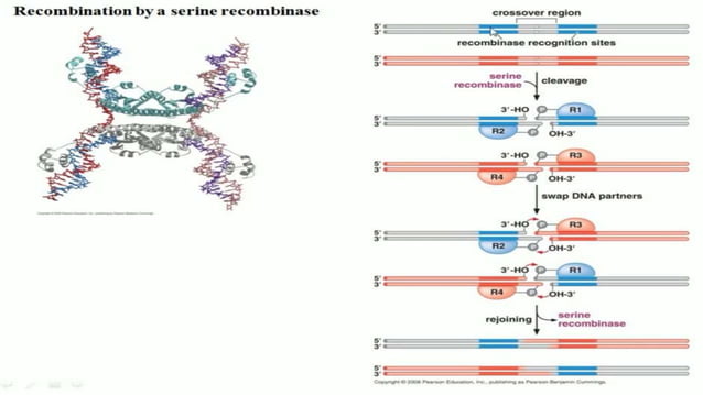 Types of dna recombination | PPTX | Genetics | Science