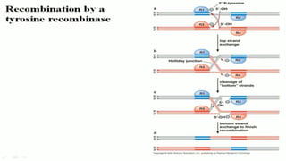 Types of dna recombination | PPTX | Genetics | Science