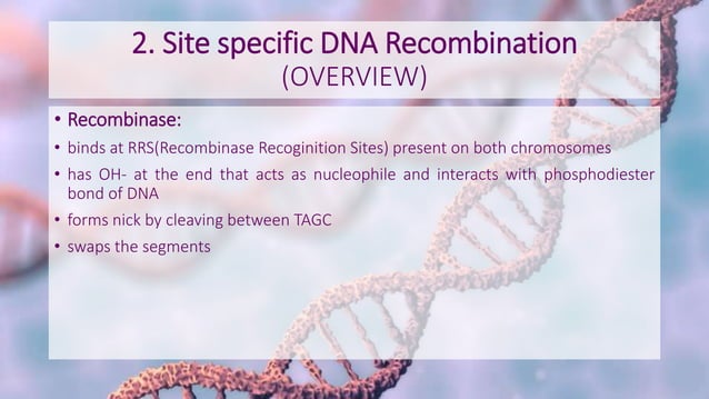 Types of dna recombination | PPTX | Genetics | Science