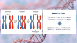 Types of dna recombination | PPTX | Genetics | Science