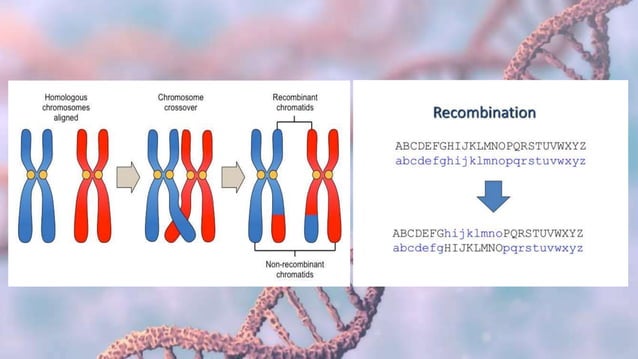 Types of dna recombination | PPTX | Genetics | Science