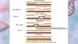 Types of dna recombination | PPTX | Genetics | Science