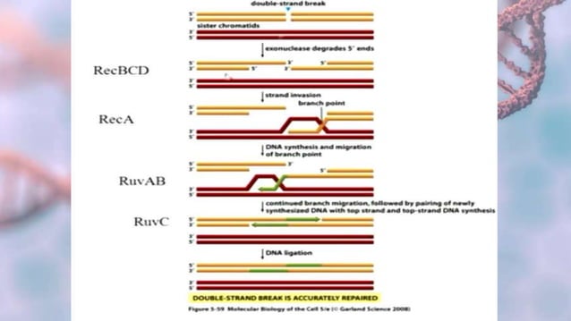 Types of dna recombination | PPTX | Genetics | Science