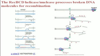 Types of dna recombination | PPTX | Genetics | Science