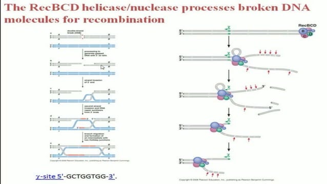 Types of dna recombination | PPTX | Genetics | Science