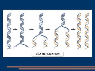 TYPES OF DNA REPLICATION & SEMI-CONSERVATIVE REPLICATION EE.pptx