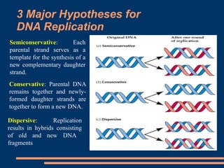 TYPES OF DNA REPLICATION & SEMI-CONSERVATIVE REPLICATION EE.pptx