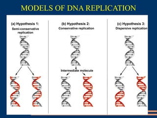 TYPES OF DNA REPLICATION & SEMI-CONSERVATIVE REPLICATION EE.pptx