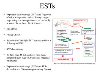 Types of DNA sequences | PDF