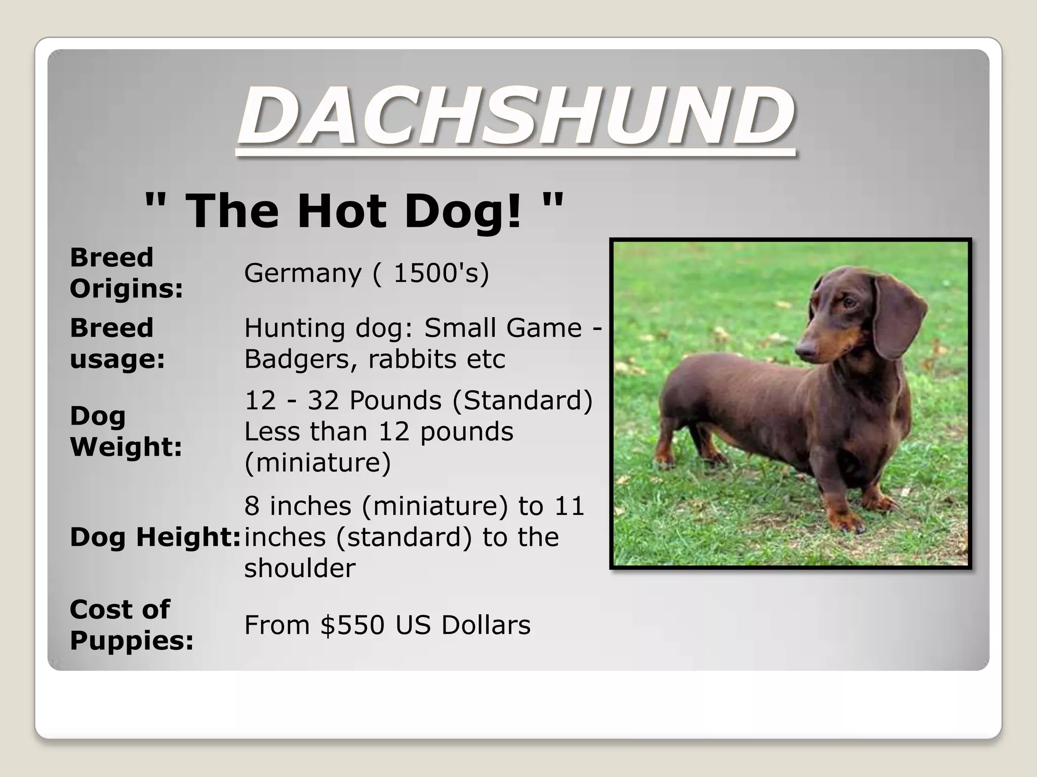 Types of dogs | PPTX