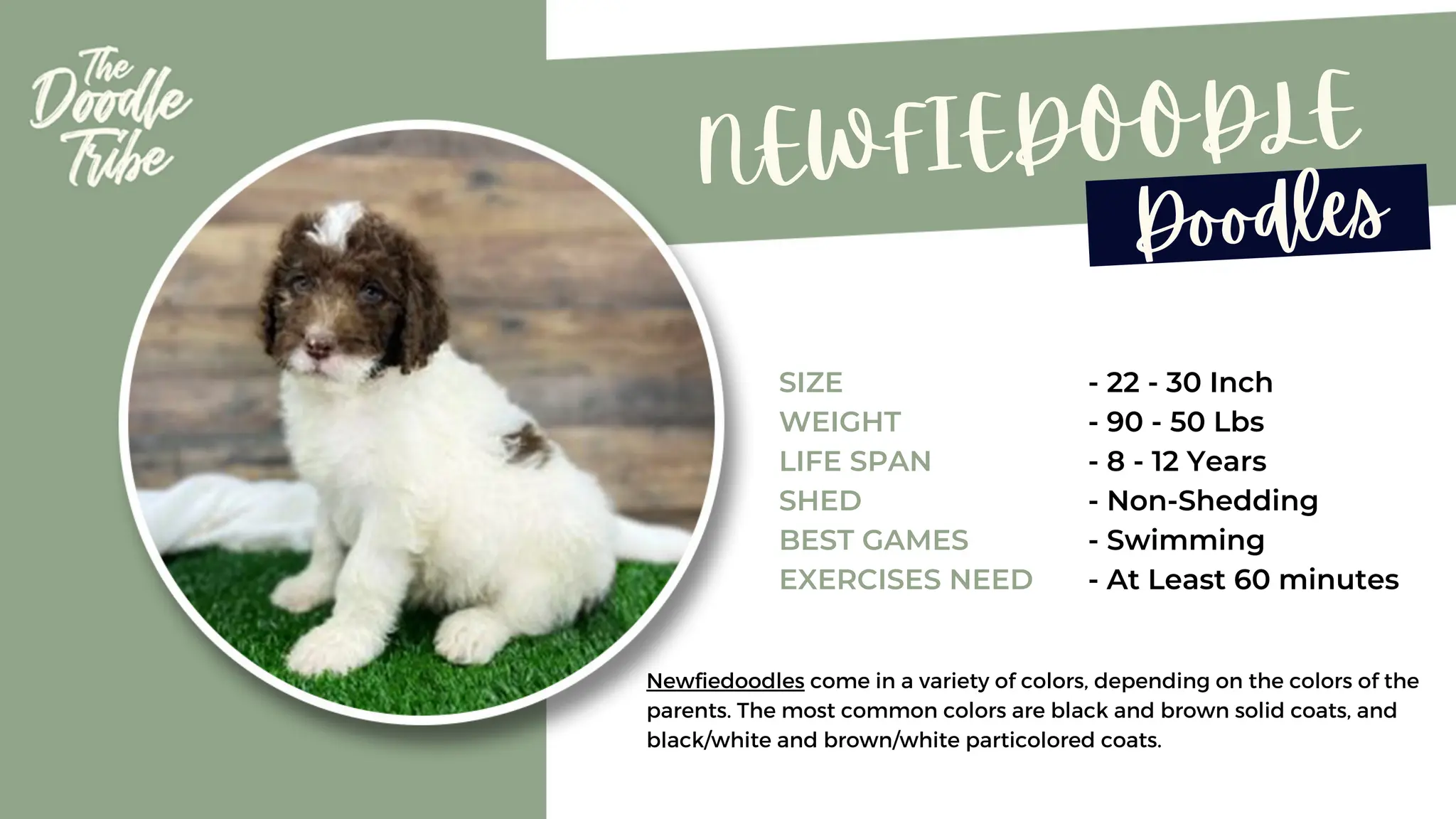 Types Of Doodle - The Doodle Tribe.pdf