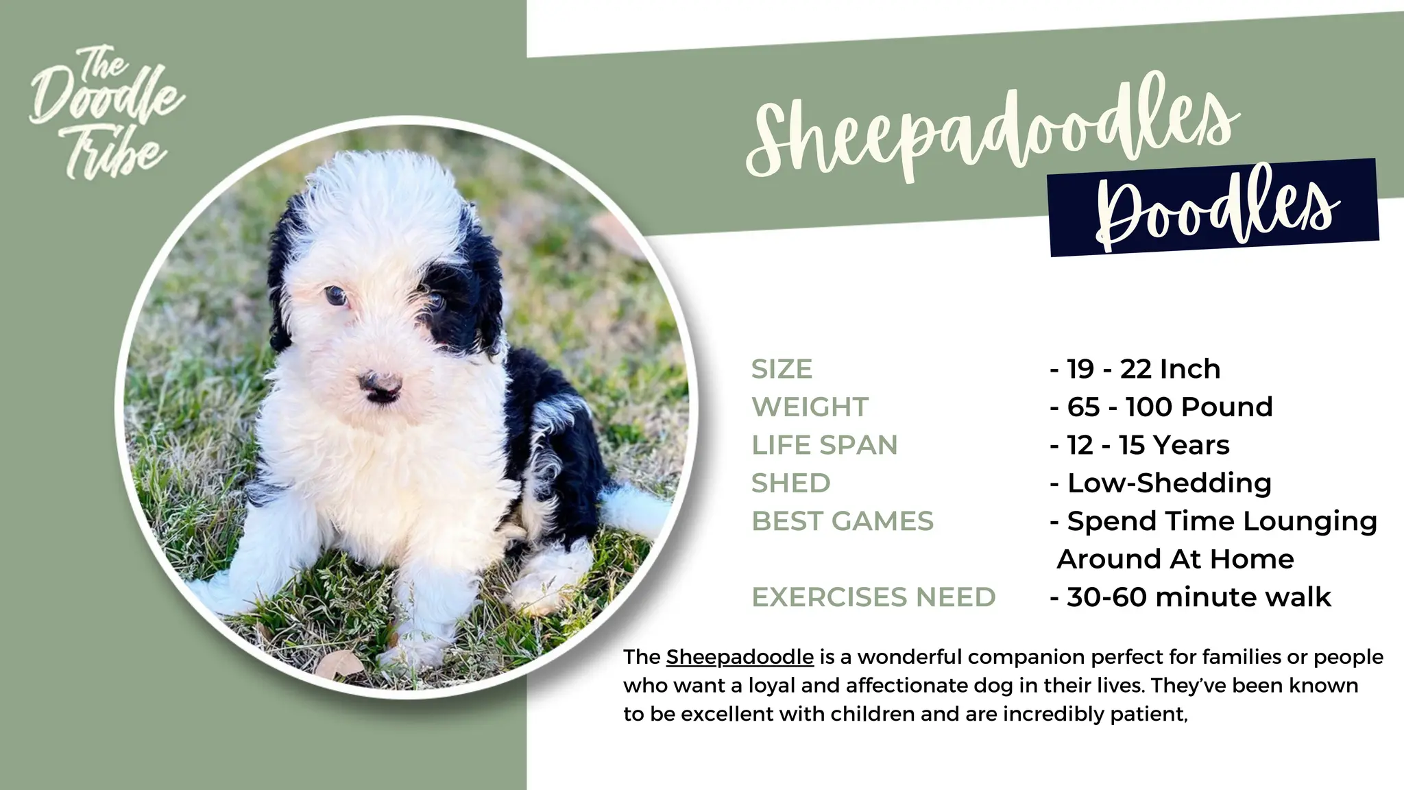 Types Of Doodle - The Doodle Tribe.pdf