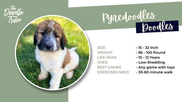 Types Of Doodle - The Doodle Tribe.pdf