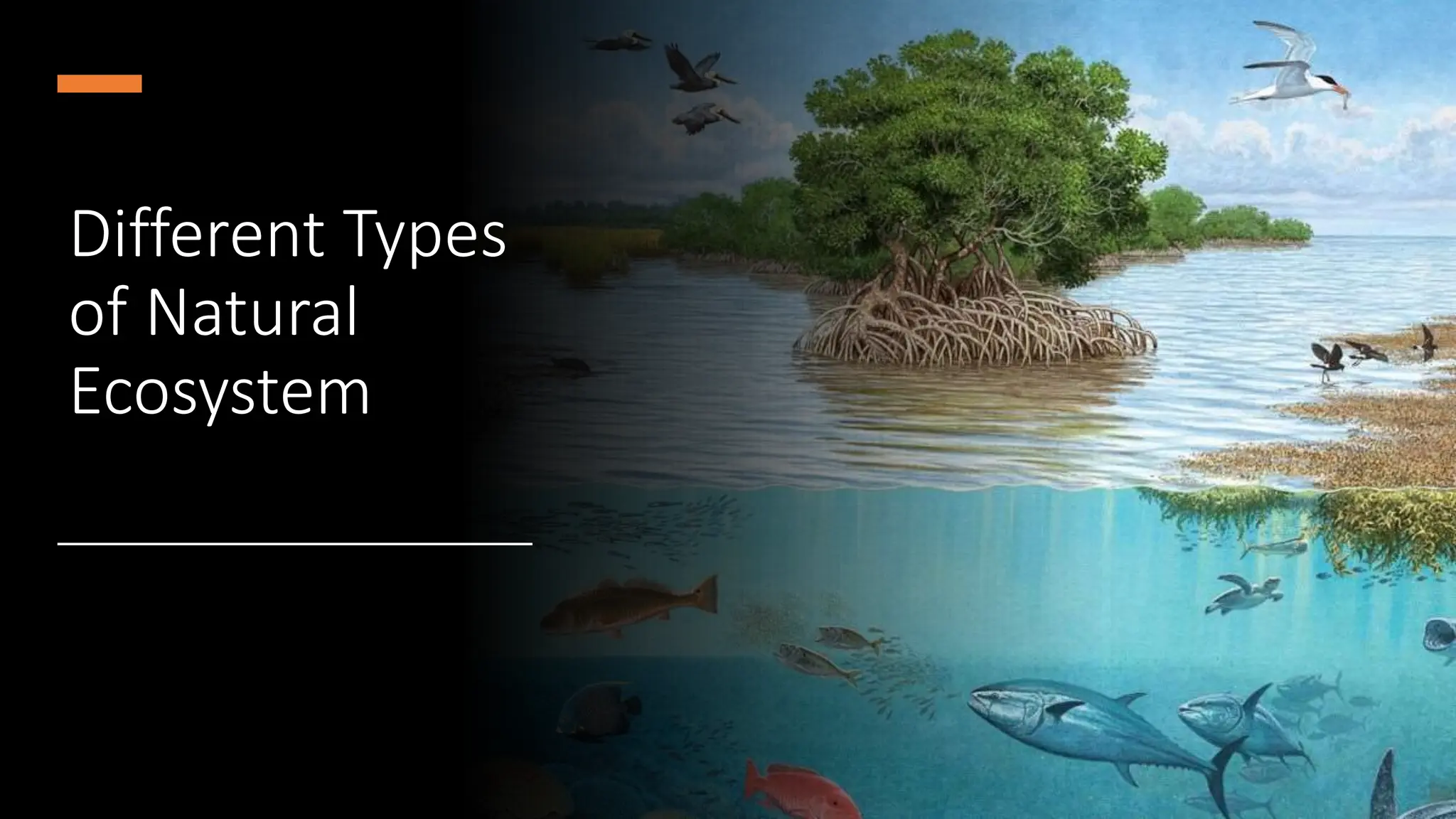 Types of Ecosystem.pptx khiuuhjknm,nmnm. | PPTX