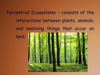 Types Of Terrestrial Ecosystem