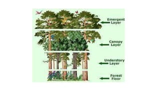 Types of ecosystems.pptx