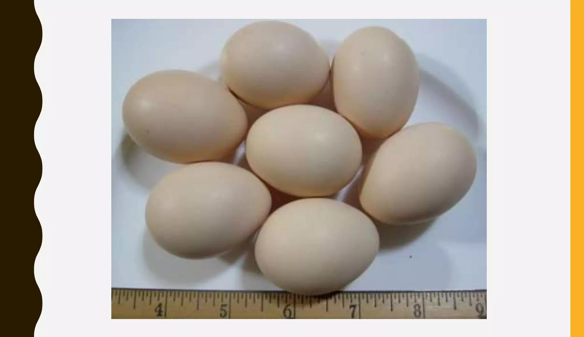 Different Types of egg | PPTX