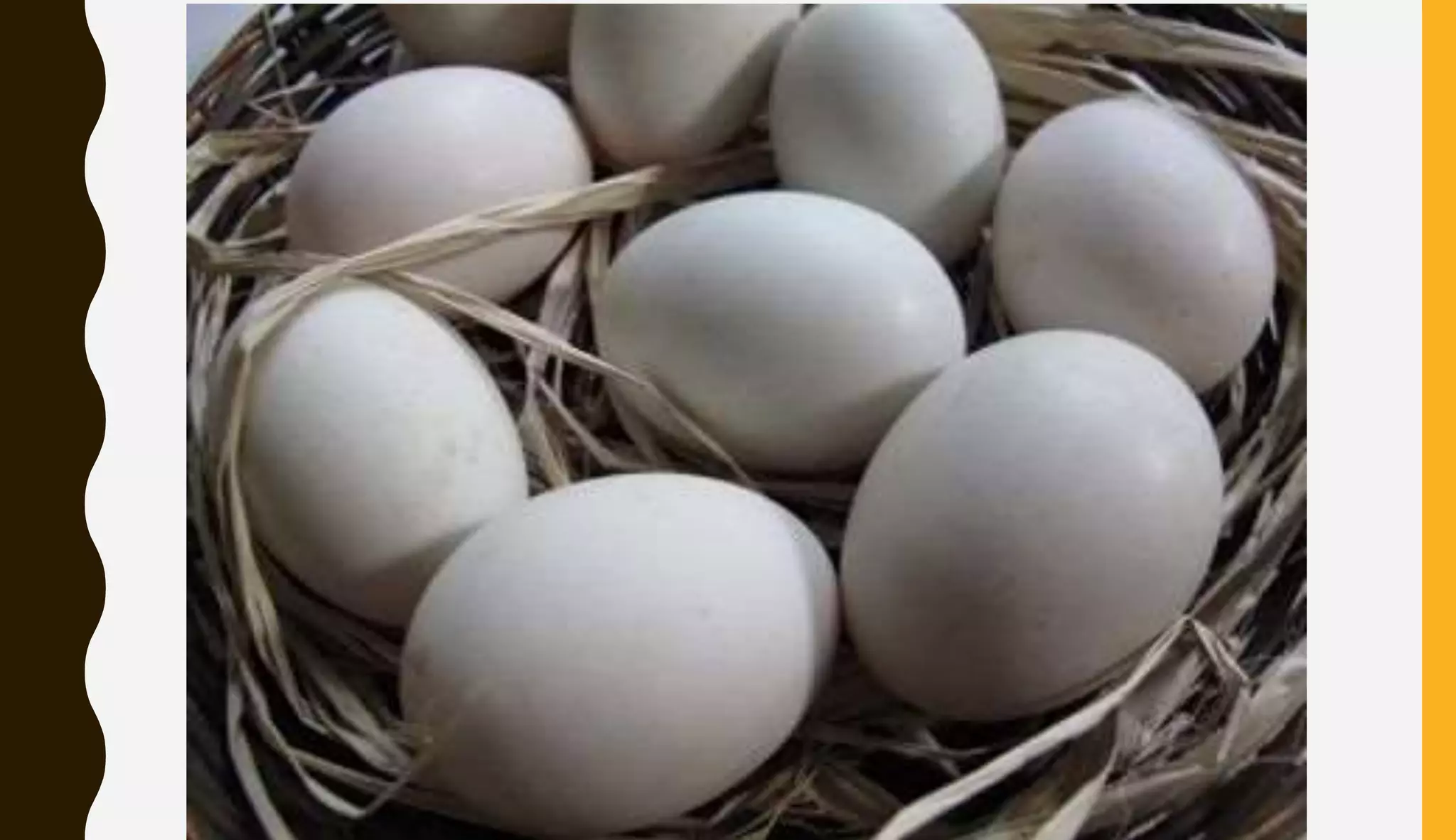 Different Types of egg | PPTX