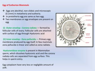 Types of egg, Classification of eggs, Structure of frog egg, Structure of chick egg, | PPTX