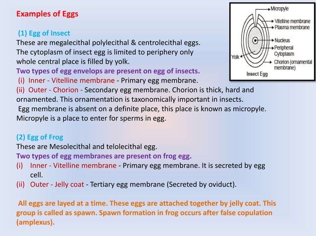 Types of egg, Classification of eggs, Structure of frog egg, Structure of chick egg, | PPTX