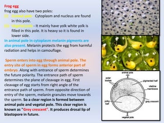 Types of egg, Classification of eggs, Structure of frog egg, Structure ...