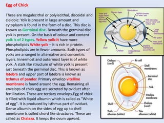 Types of egg, Classification of eggs, Structure of frog egg, Structure of chick egg, | PPTX