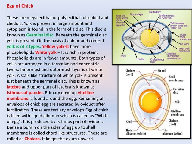 Types of egg, Classification of eggs, Structure of frog egg, Structure of chick egg, | PPTX