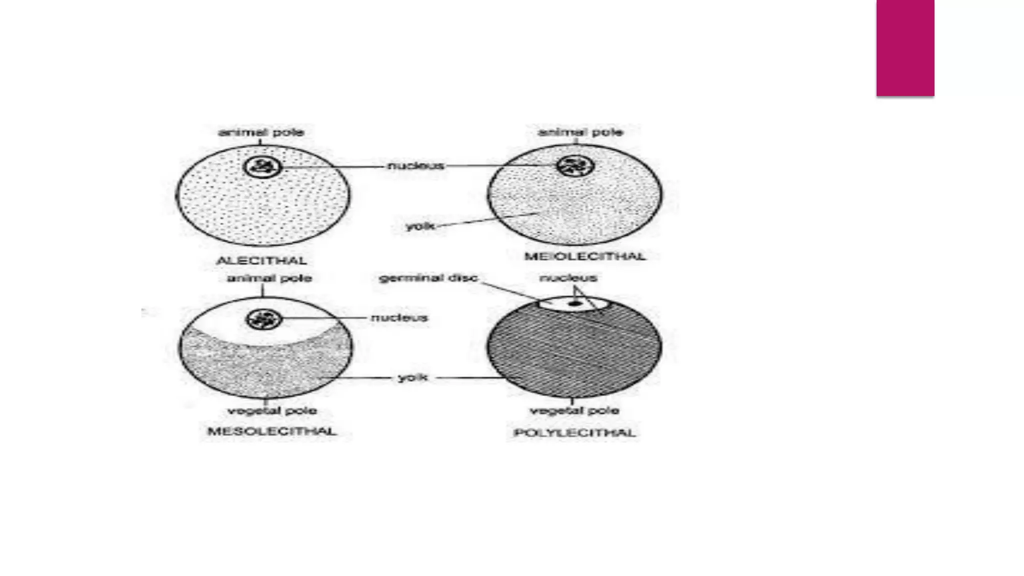 Types of egg | PDF | Science